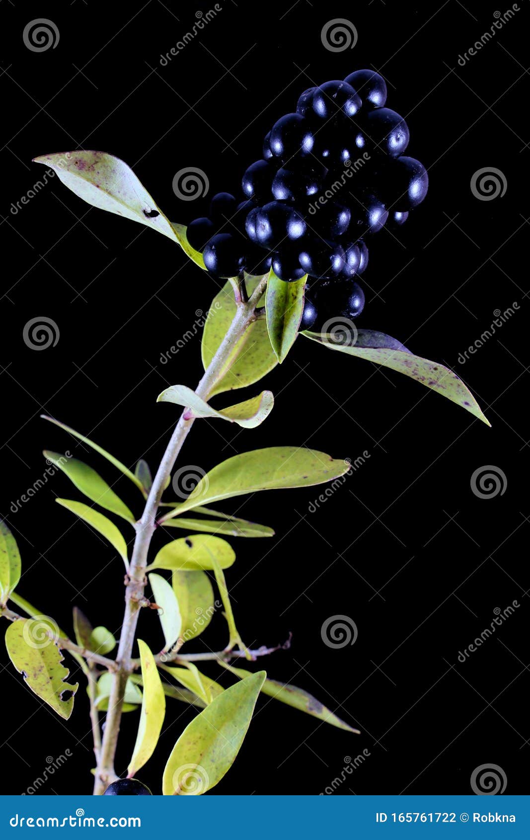 Wild Privet Branch with Black Background Stock Photo - Image of glossy ...