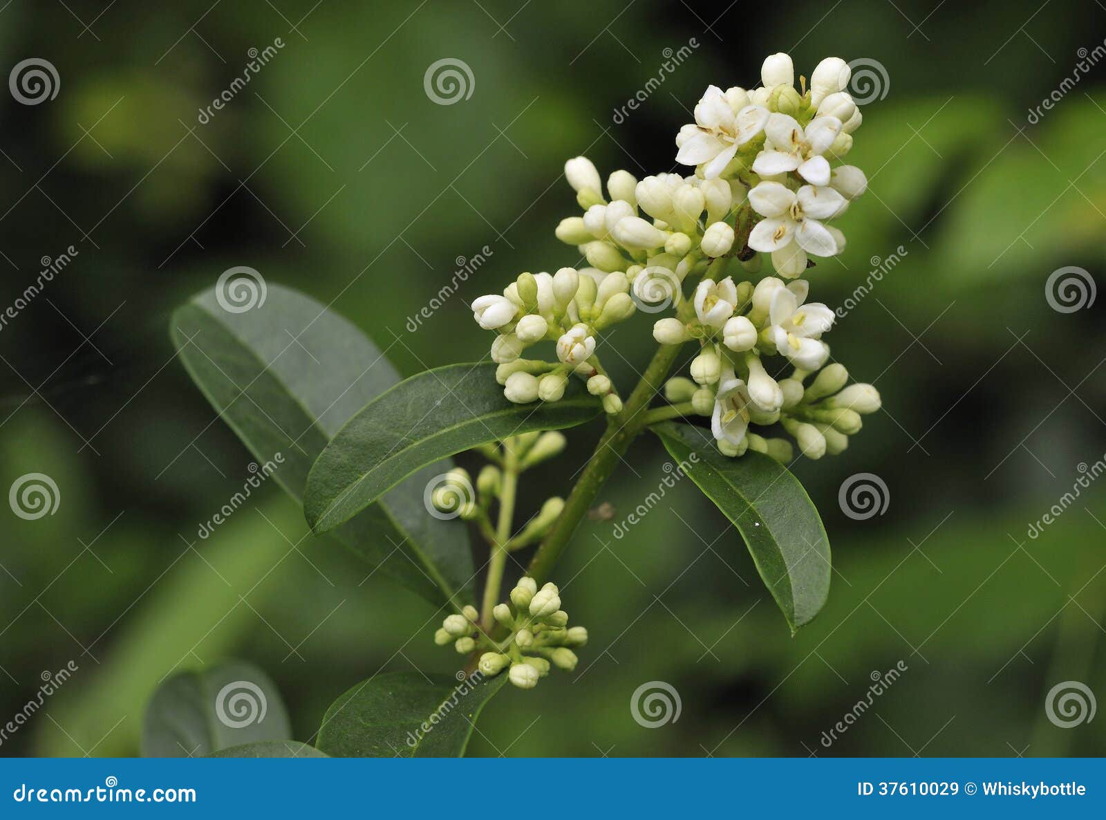 Wild Privet Flower stock image. Image of bush, ligustrum - 37610029