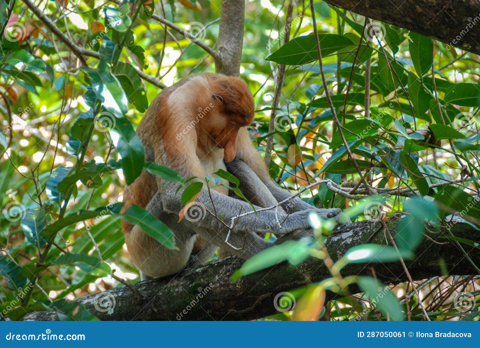 Proboscis Monkeys in Rainforest of Malaysia Stock Image - Image of rare ... Proboscis Monkeys in Rainforest of Malaysia Stock Image - Image of rare ...