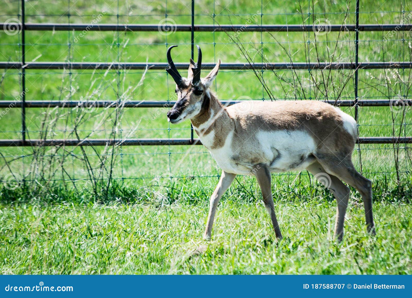 Antelope loping along stock image. Image of grass, beautiful - 187588707