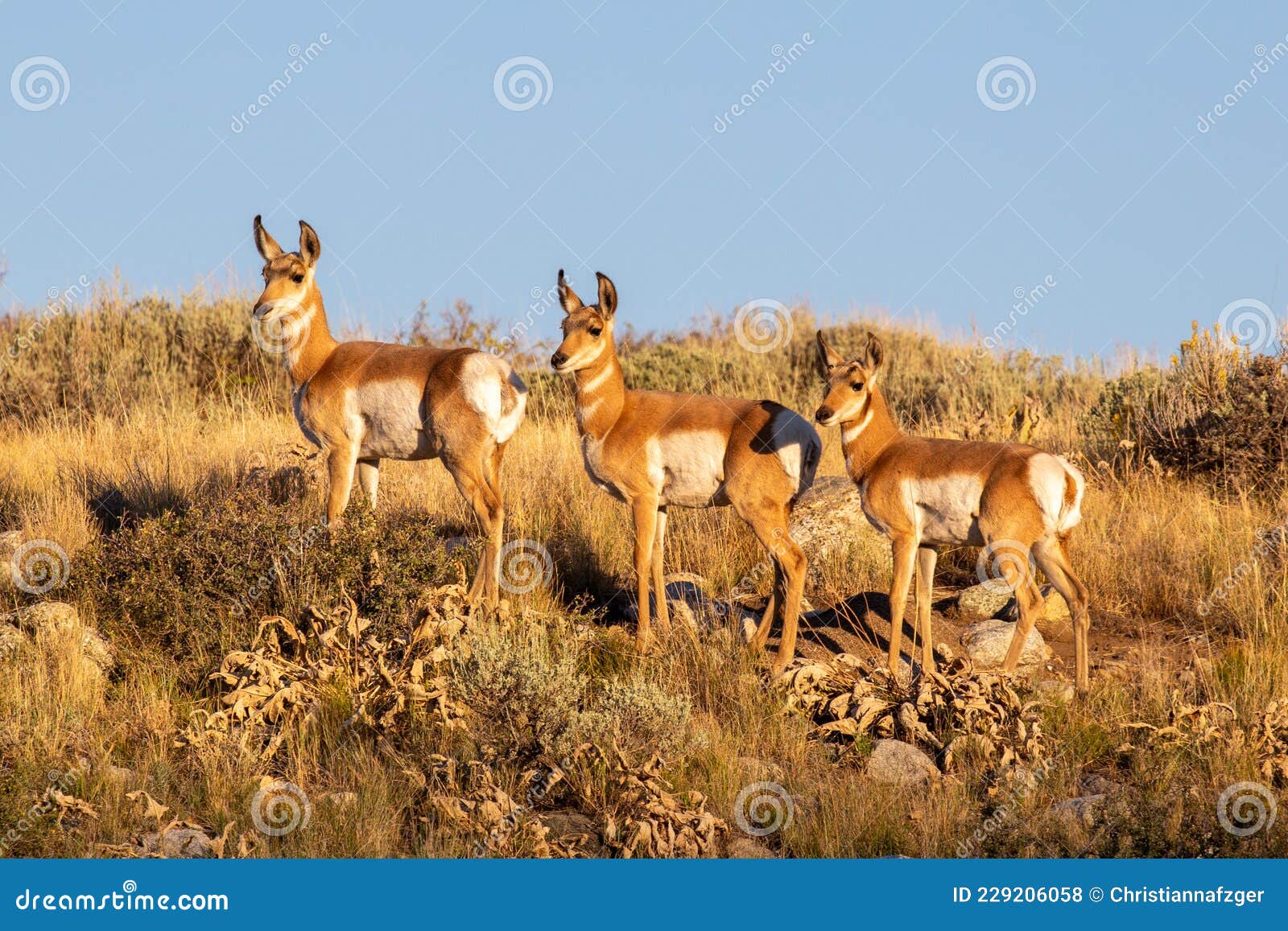 Wild Pronghorns in Wyoming stock photo. Image of wyoming - 229206058