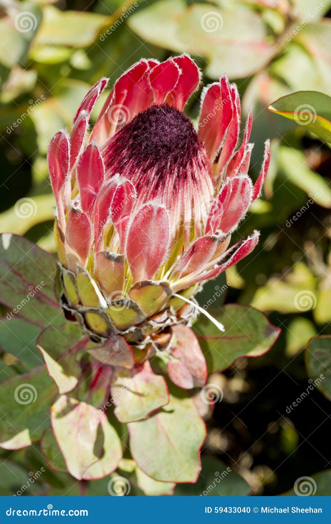Wild Protea with open head stock photo. Image of hairs - 59433040