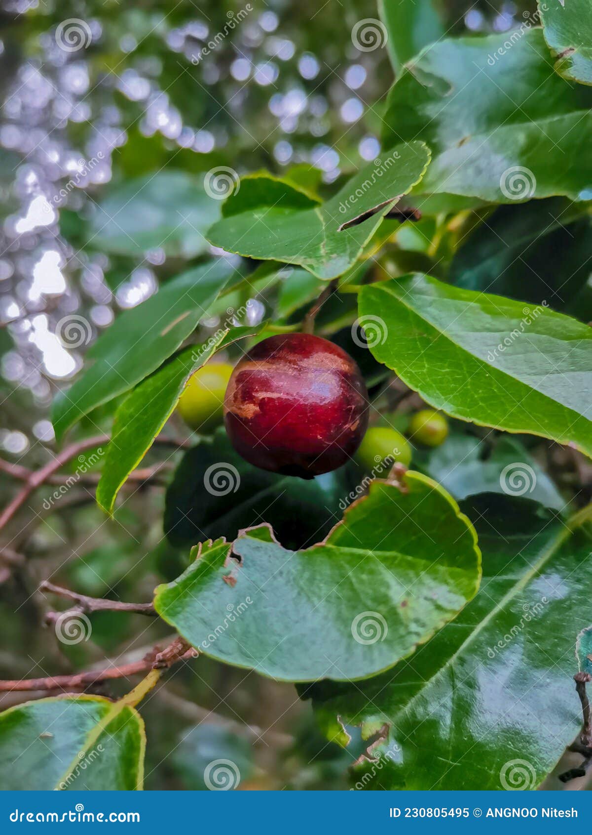 Wild Prune Grown in the Forest of Mauritius Stock Image - Image of ...