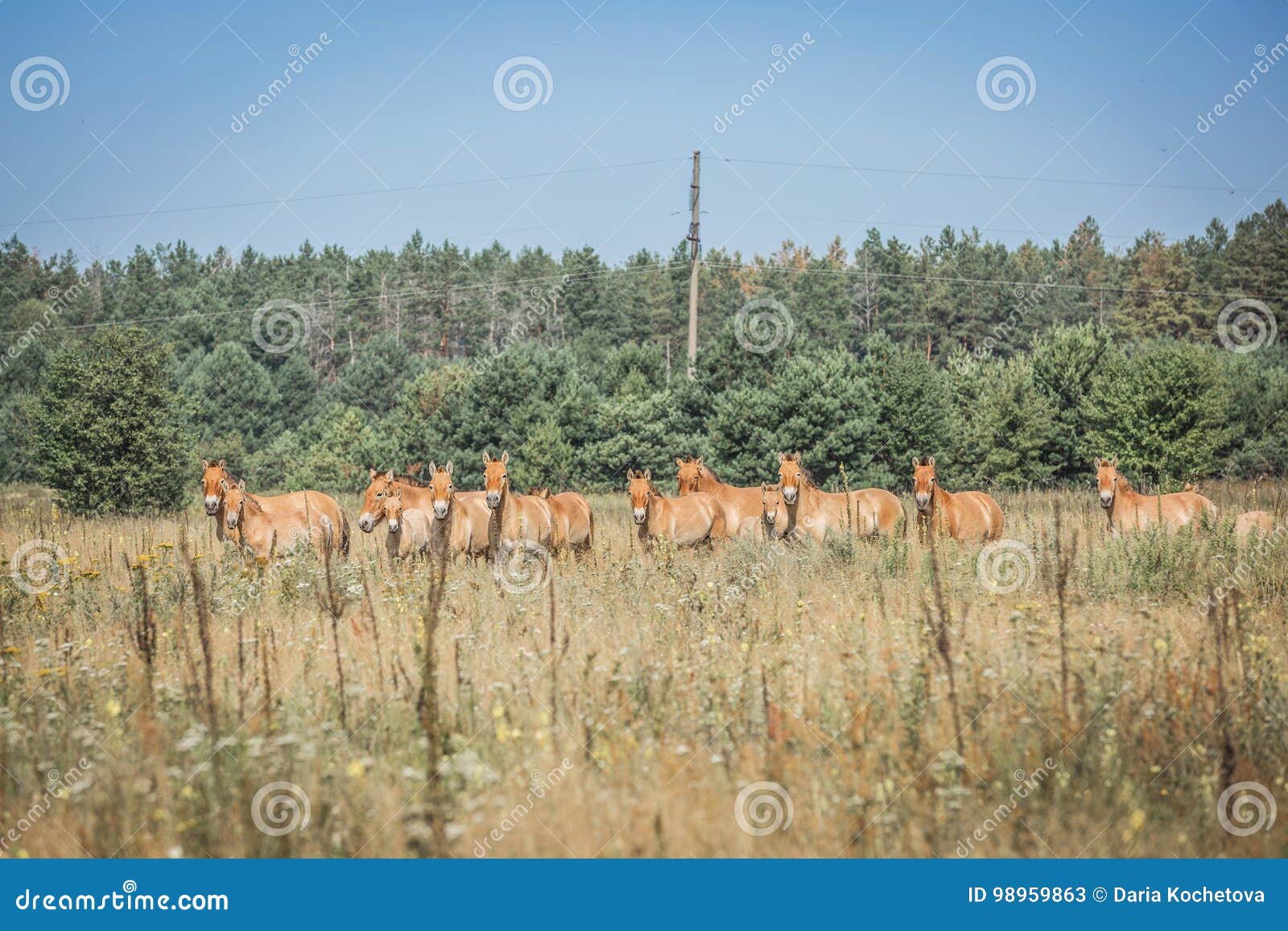Wild Przewalski horses stock image. Image of meadow, dzungarian - 98959863