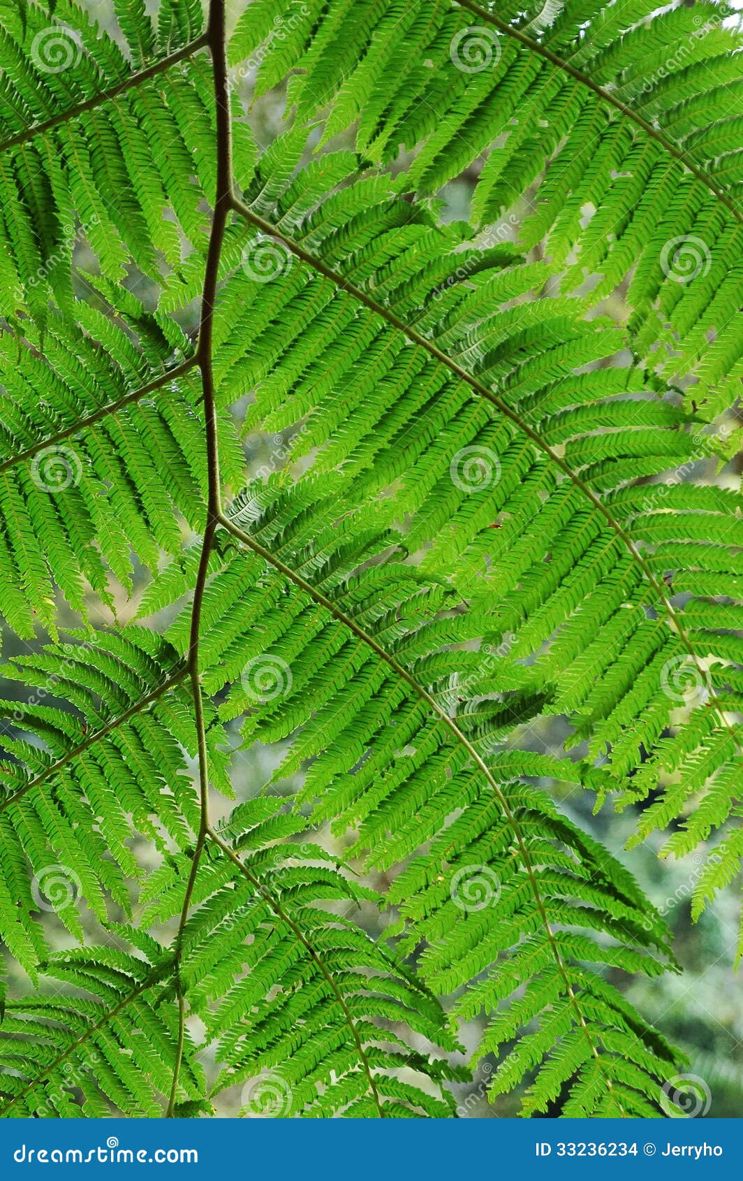 Wild pteridophyte stock photo. Image of leaf, outdoors - 33236234