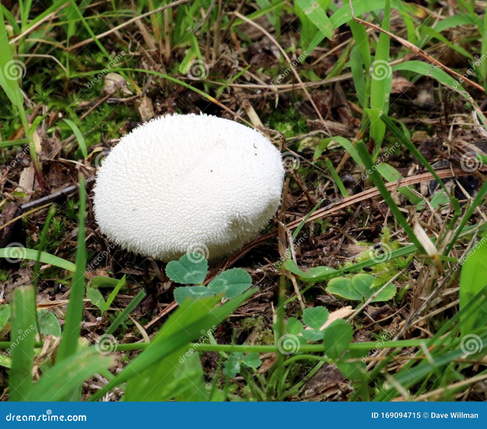 Wild Puffball Mushroom stock image. Image of food, edible - 169094715