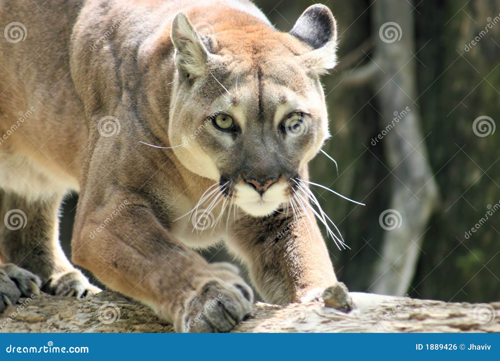 Wild Puma stock photo. Image of animal, mammal, terrain - 1889426