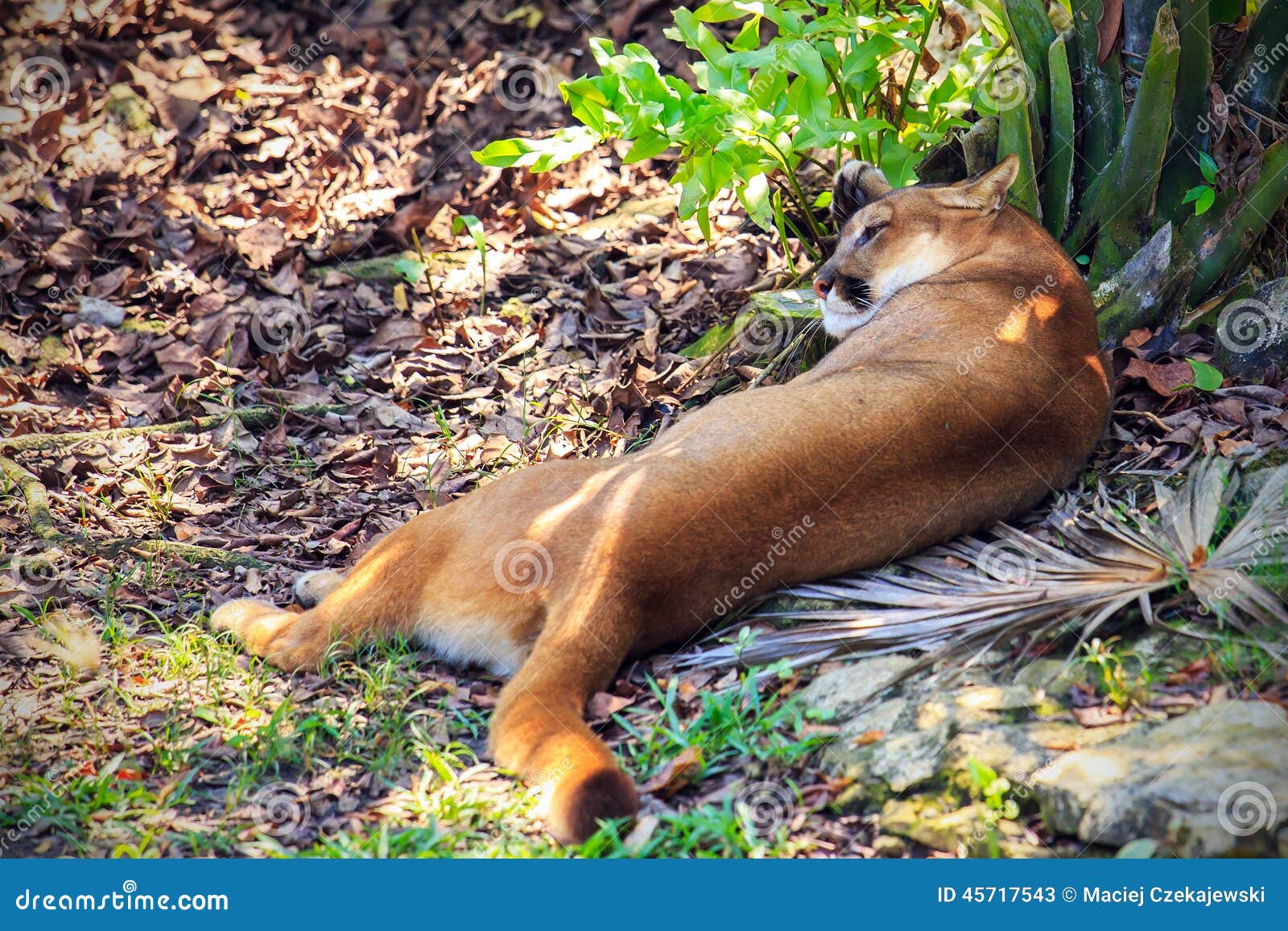 Wild Puma stock image. Image of panther, feline, exotic - 45717543