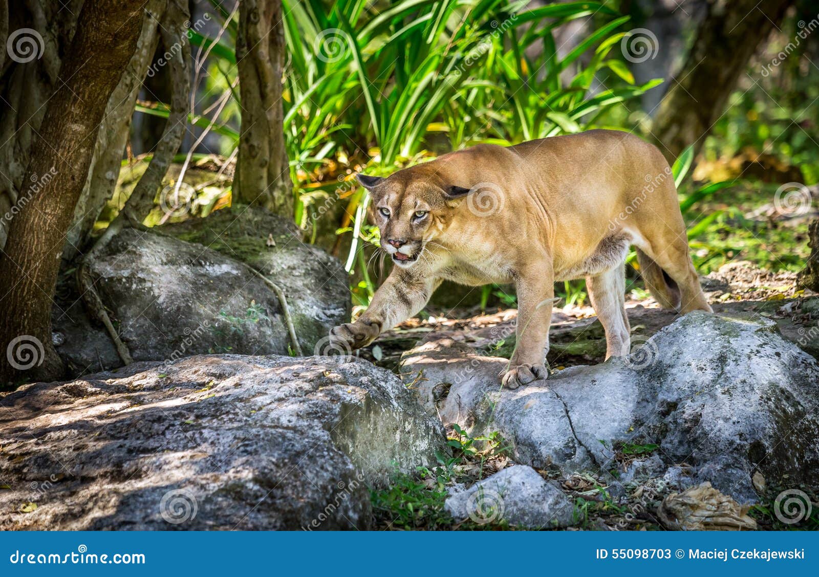 Wild Puma stock image. Image of habitat, predator, closeup - 55098703