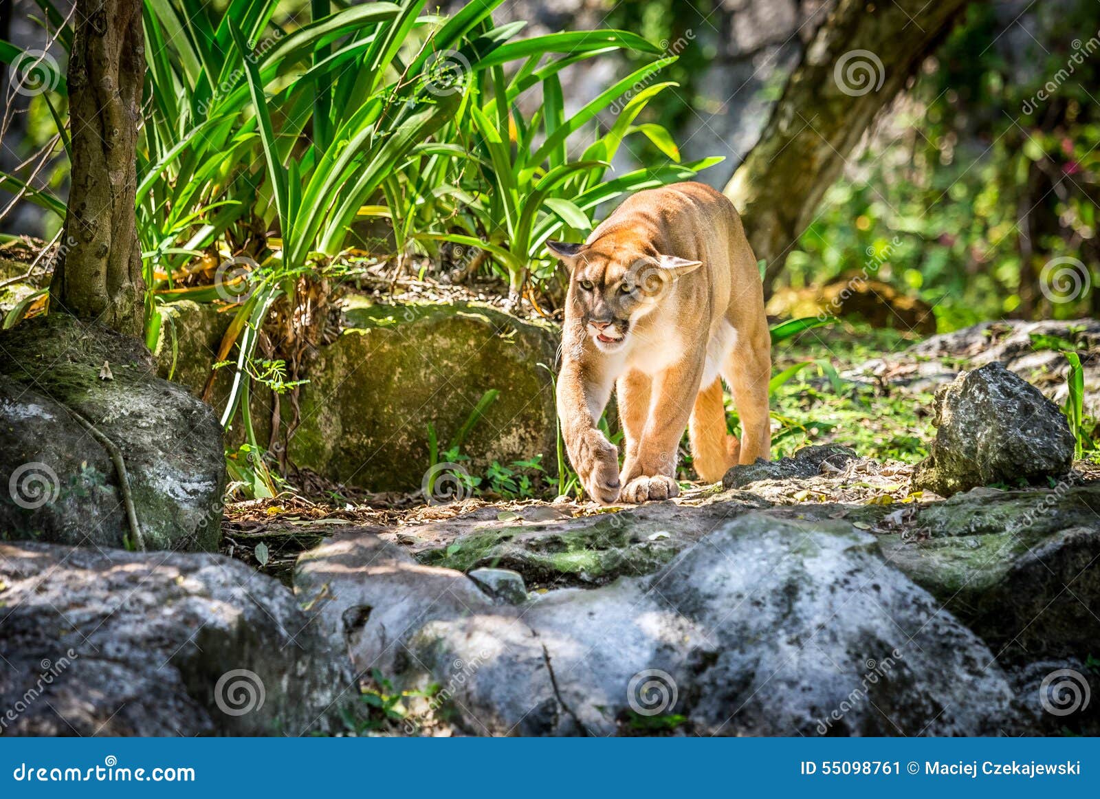 Wild Puma stock image. Image of mexico, endangered, fauna - 55098761
