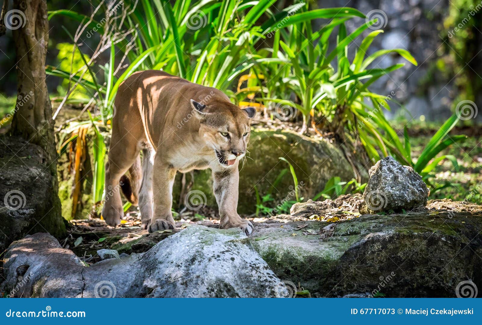 Wild Puma stock image. Image of animal, jungle, habitat - 67717073