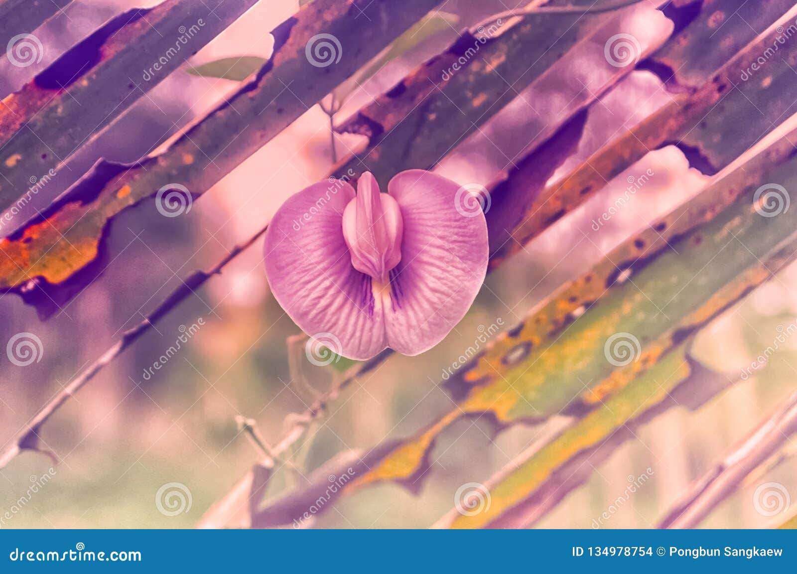 Puple Flower Natural Color Background Stock Photo | CartoonDealer.com ...
