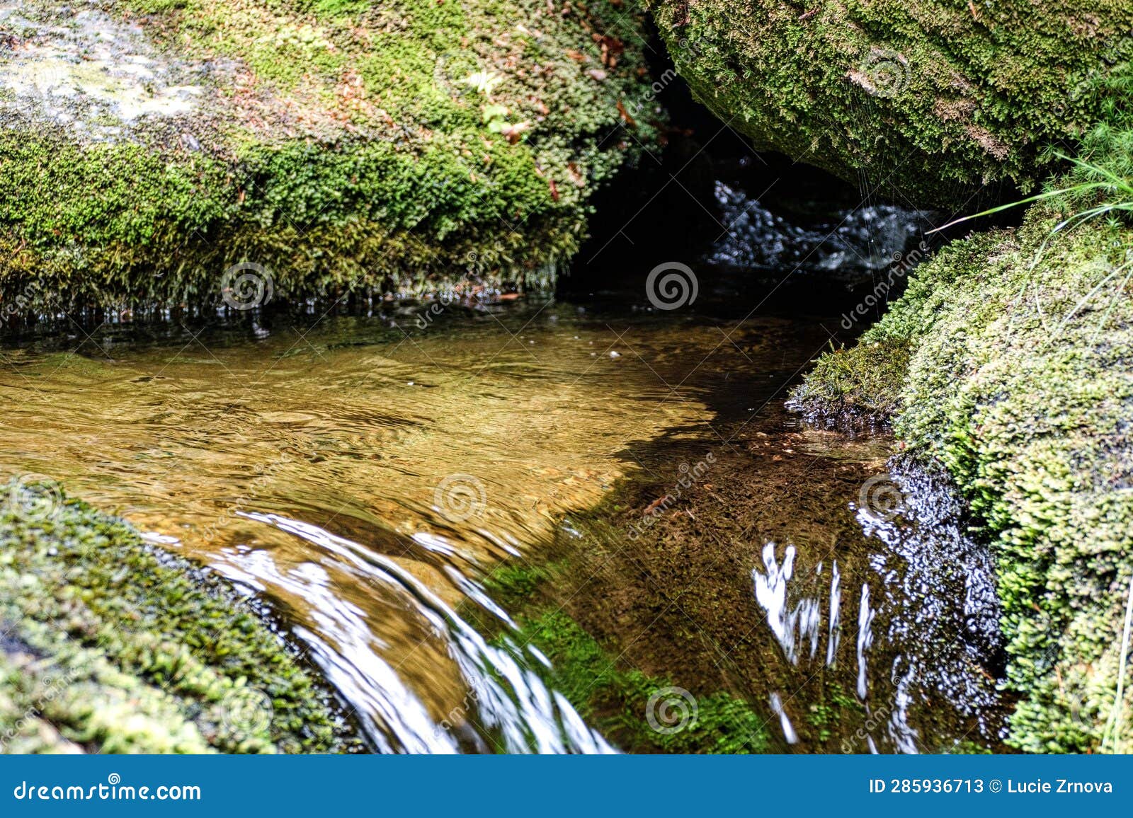 Wild Pure Water River in the Foerst Stock Image - Image of scenic ...