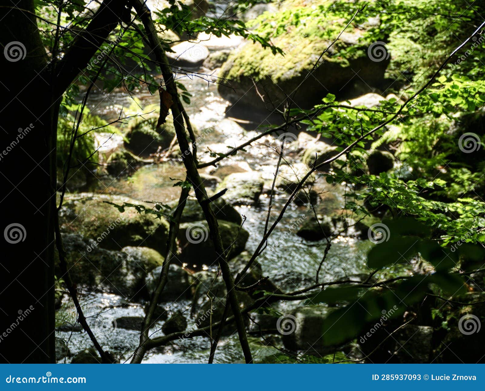 Wild Pure Water River in the Foerst Stock Image - Image of nature ...