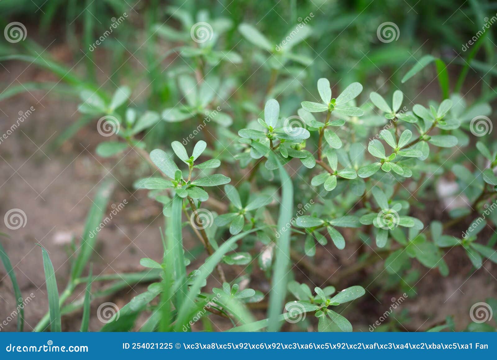 Wild Purlin Closeup in Wild Stock Image - Image of vegetables ...