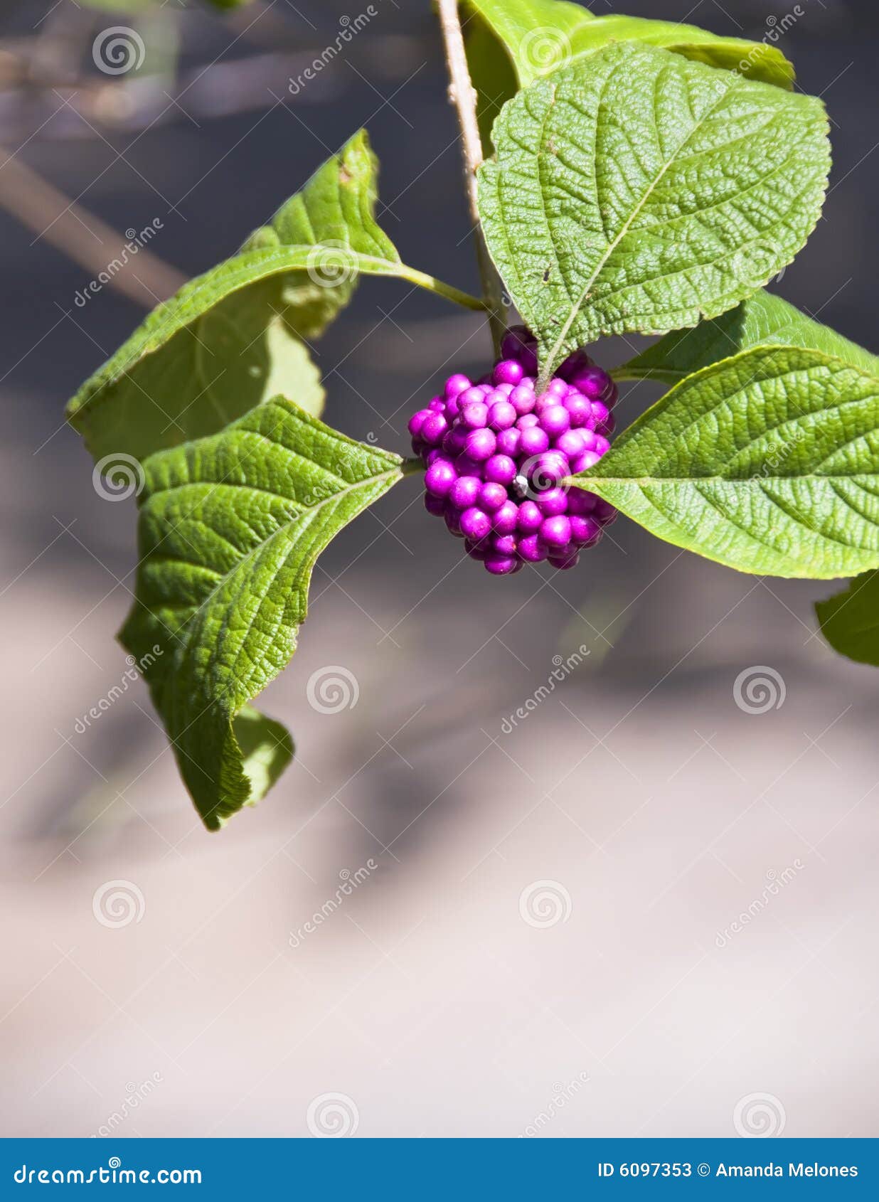Purple Berries On A Tree Stock Photography | CartoonDealer.com #49037120