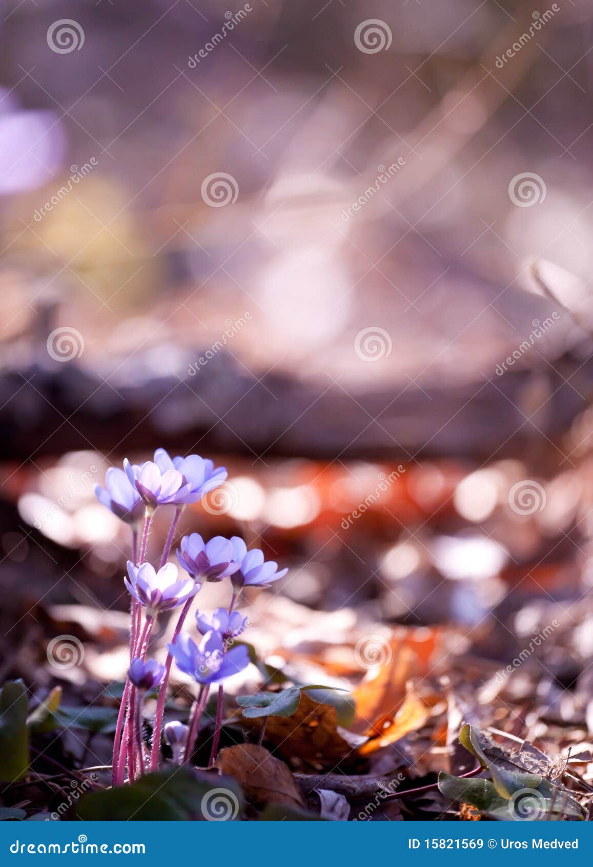 Wild Purple Flower Macro. Close Up Flower Immage. Zoom Background ...