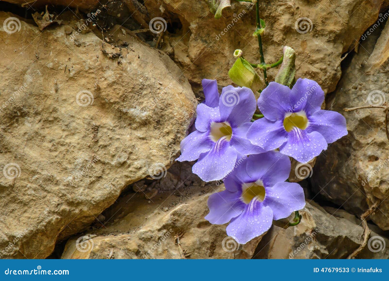 Wild Purple Flower between Rocks Stock Image - Image of ornamental ...