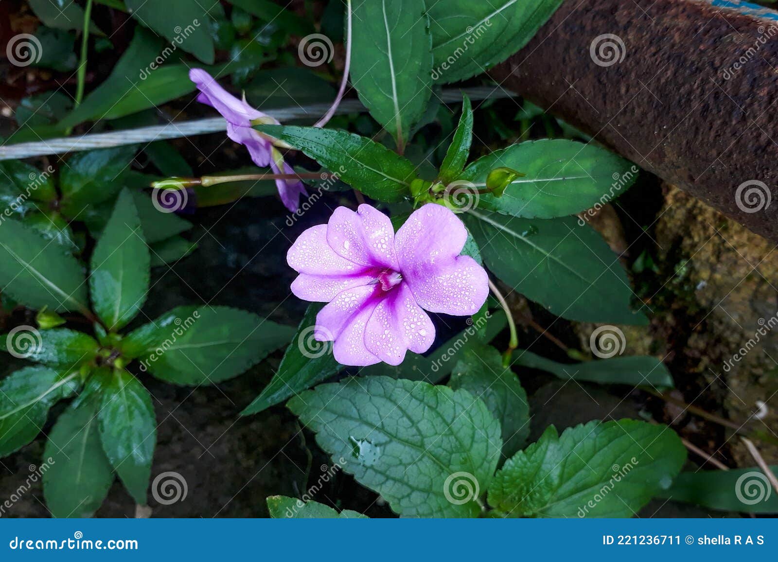 Wild Purple Flowers in the Forest Stock Image - Image of nature, purple ...
