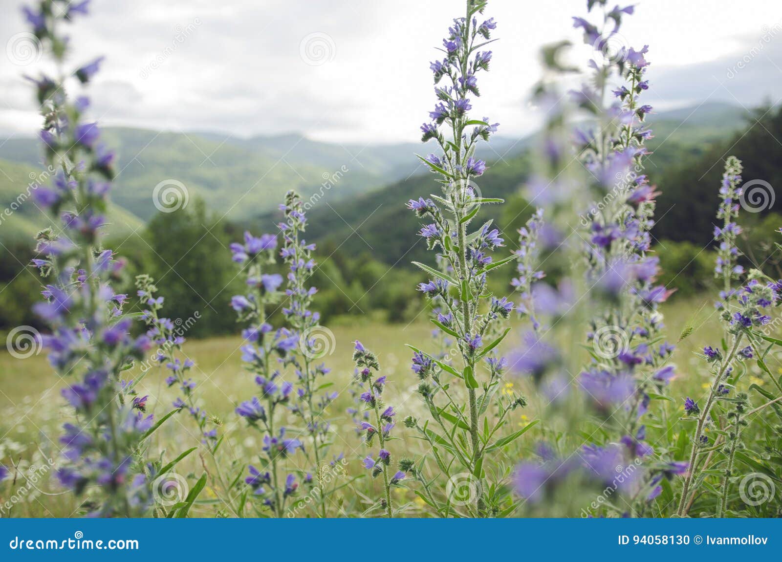 Wild Purple Flowers stock photo. Image of purple, meadow - 94058130