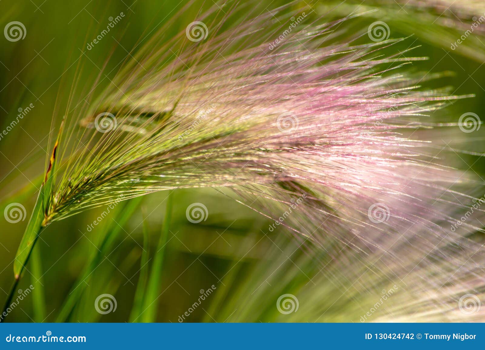 Wild Purple Grass in Field Wind Blowing Stalk Stock Photo - Image of ...
