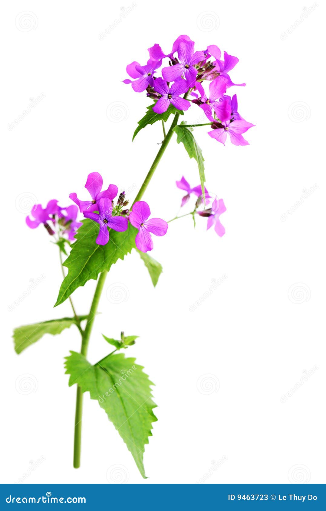 Wild Purple Mustard stock image. Image of natural, vein - 9463723