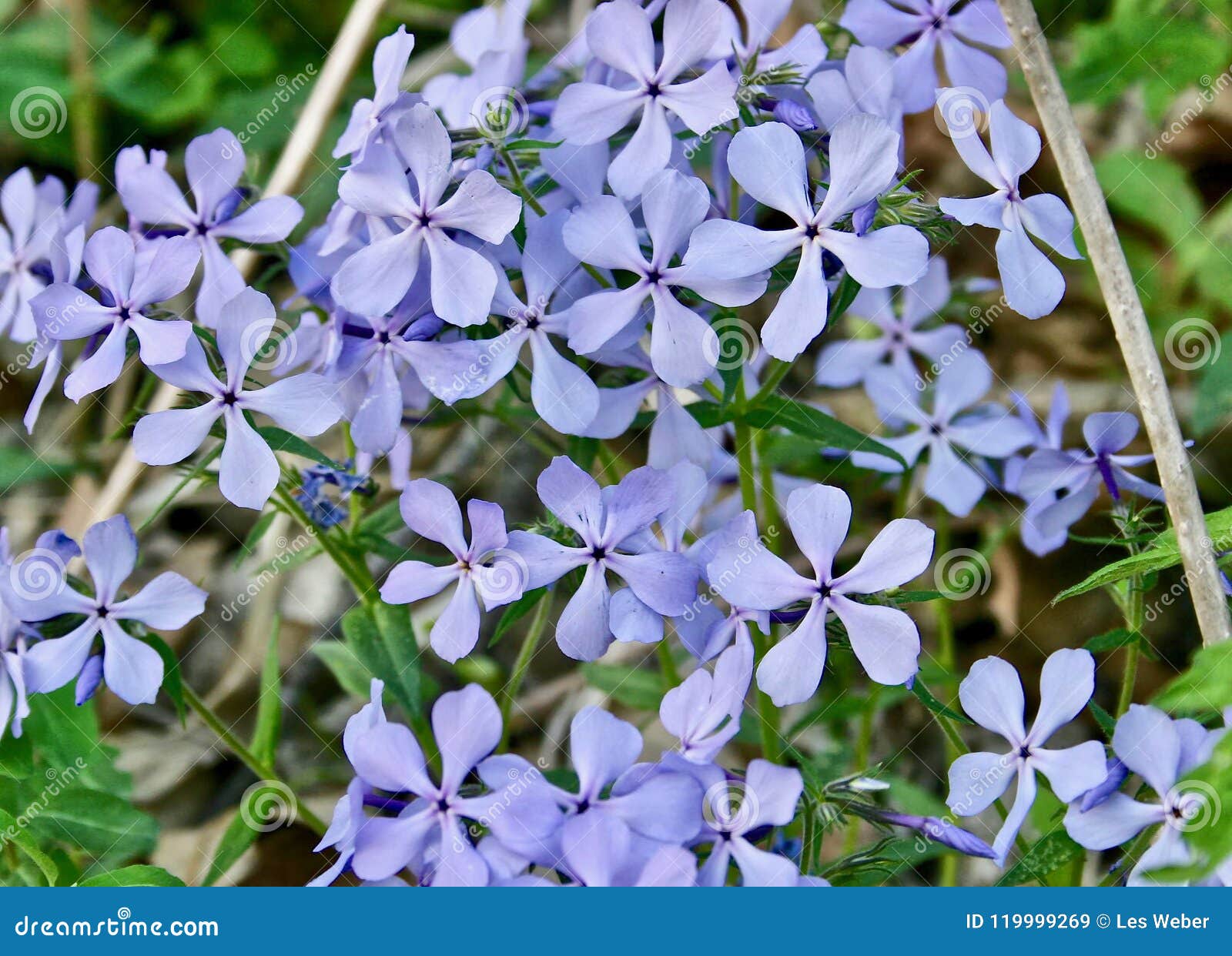 Wild Purple Phlox stock image. Image of background, floral - 119999269