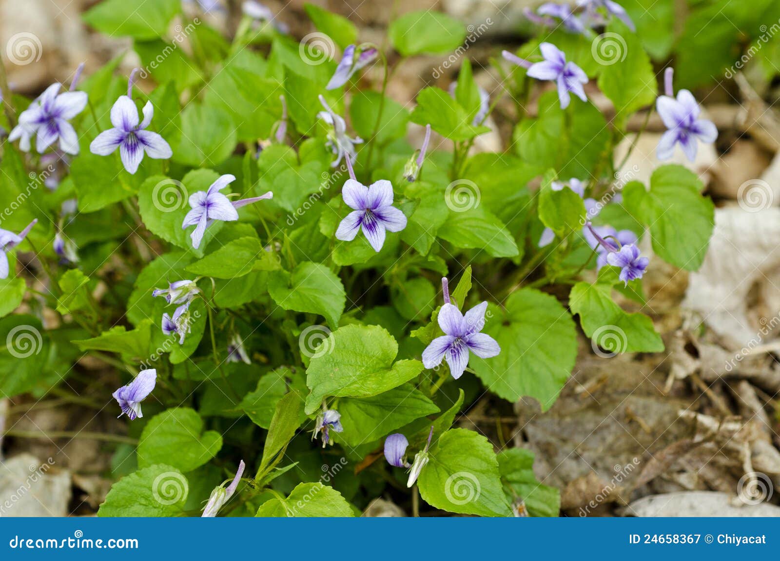 Wild Purple Violets Blooming in the Spring Stock Image - Image of ...