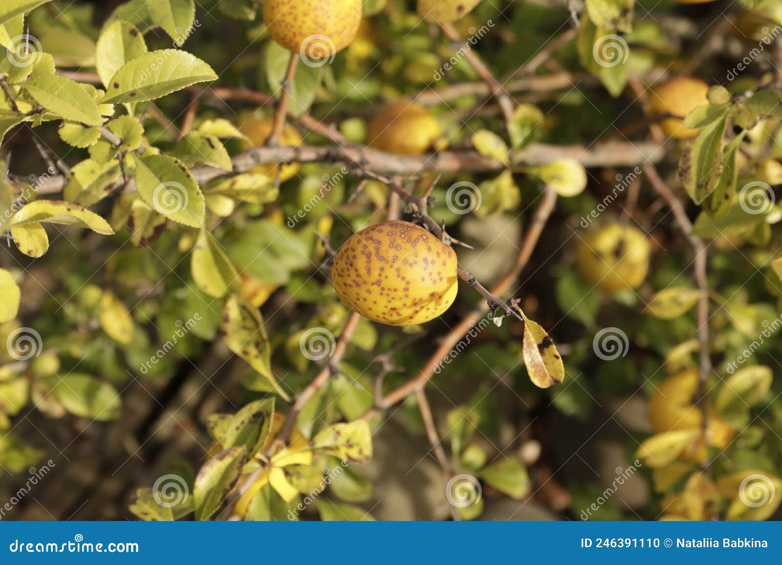 Wild Quince. Ripe Fruits of Wild-growing Quince on the Branches of a ...