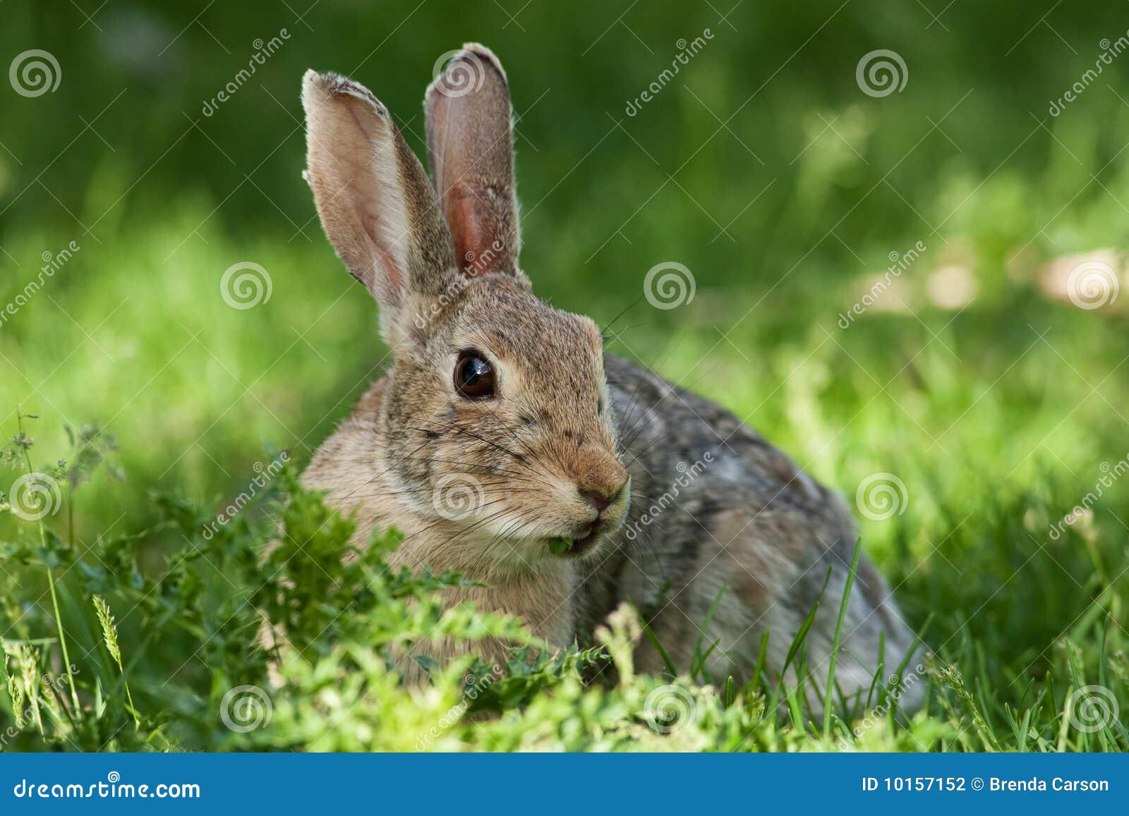 Wild Rabbit stock photo. Image of graze, animal, rabbit - 10157152