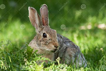Wild Rabbit stock photo. Image of graze, animal, rabbit - 10157152