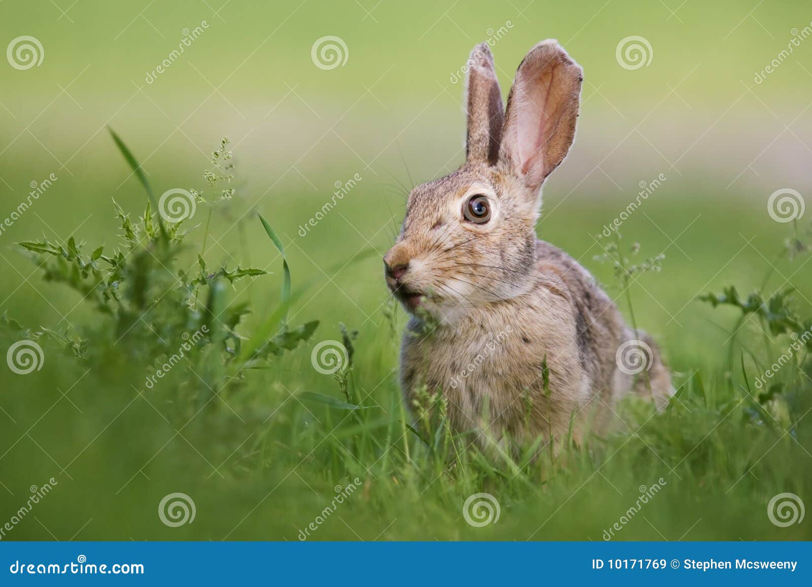 Wild Rabbit On A Drought Stricken Farm Stock Image | CartoonDealer.com ...
