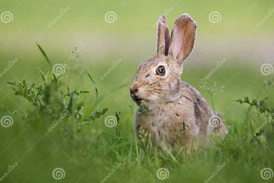Wild rabbit stock image. Image of spring, prairie, bunny - 10171769