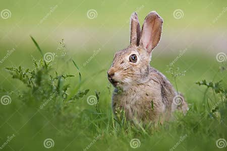 Wild rabbit stock image. Image of spring, prairie, bunny - 10171769
