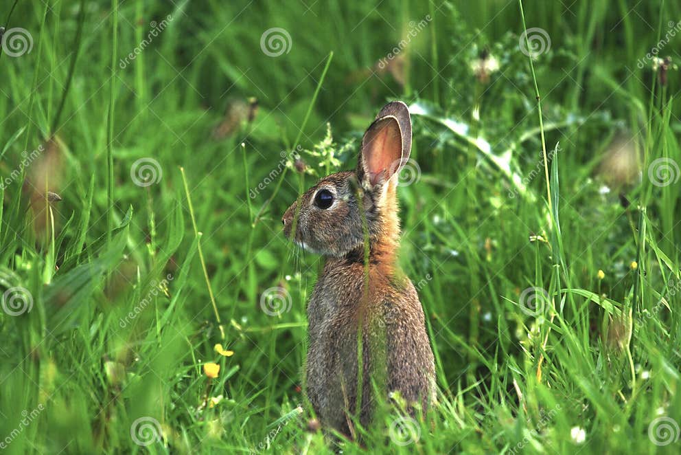 Wild Rabbit stock image. Image of watership, grass, mammal - 14823067