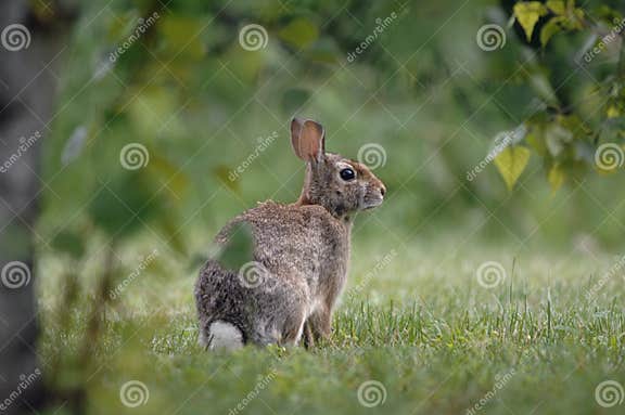 Wild rabbit stock photo. Image of fear, timid, rabbit - 15324262