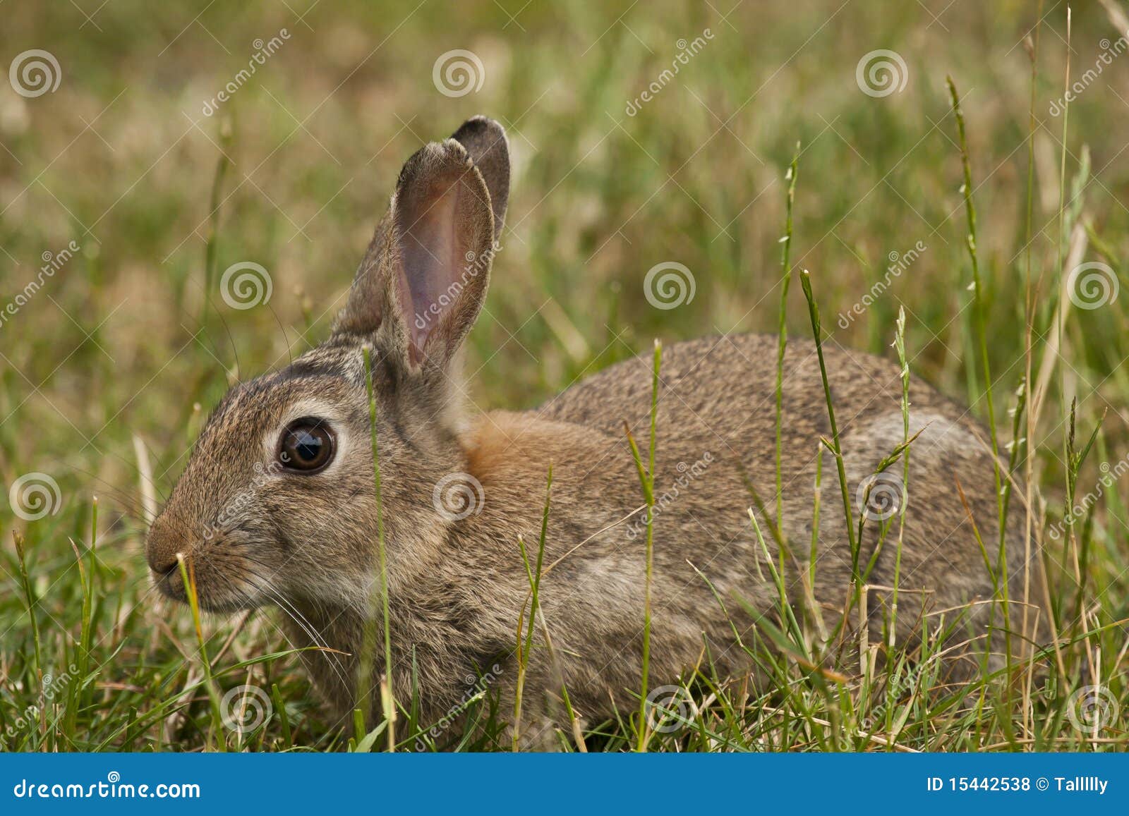Wild rabbit stock photo. Image of countryside, long, outside - 15442538