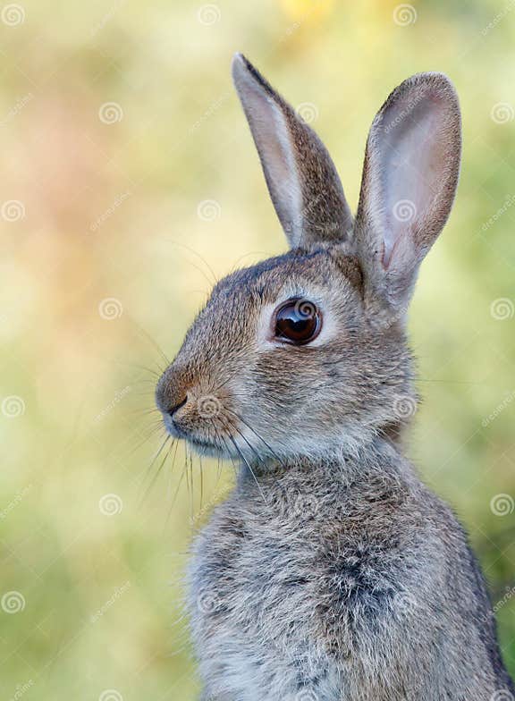 Wild rabbit stock image. Image of mammal, long, saver - 15641727