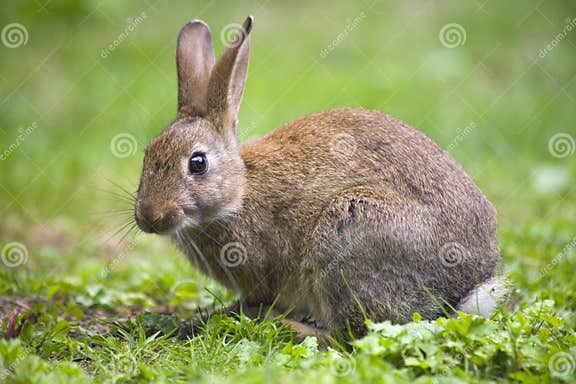 Wild rabbit stock image. Image of wild, jack, hunting - 15702585