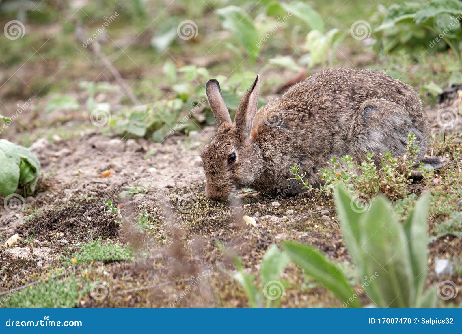 Wild rabbit stock photo. Image of nibbling, rabbit, nature - 17007470