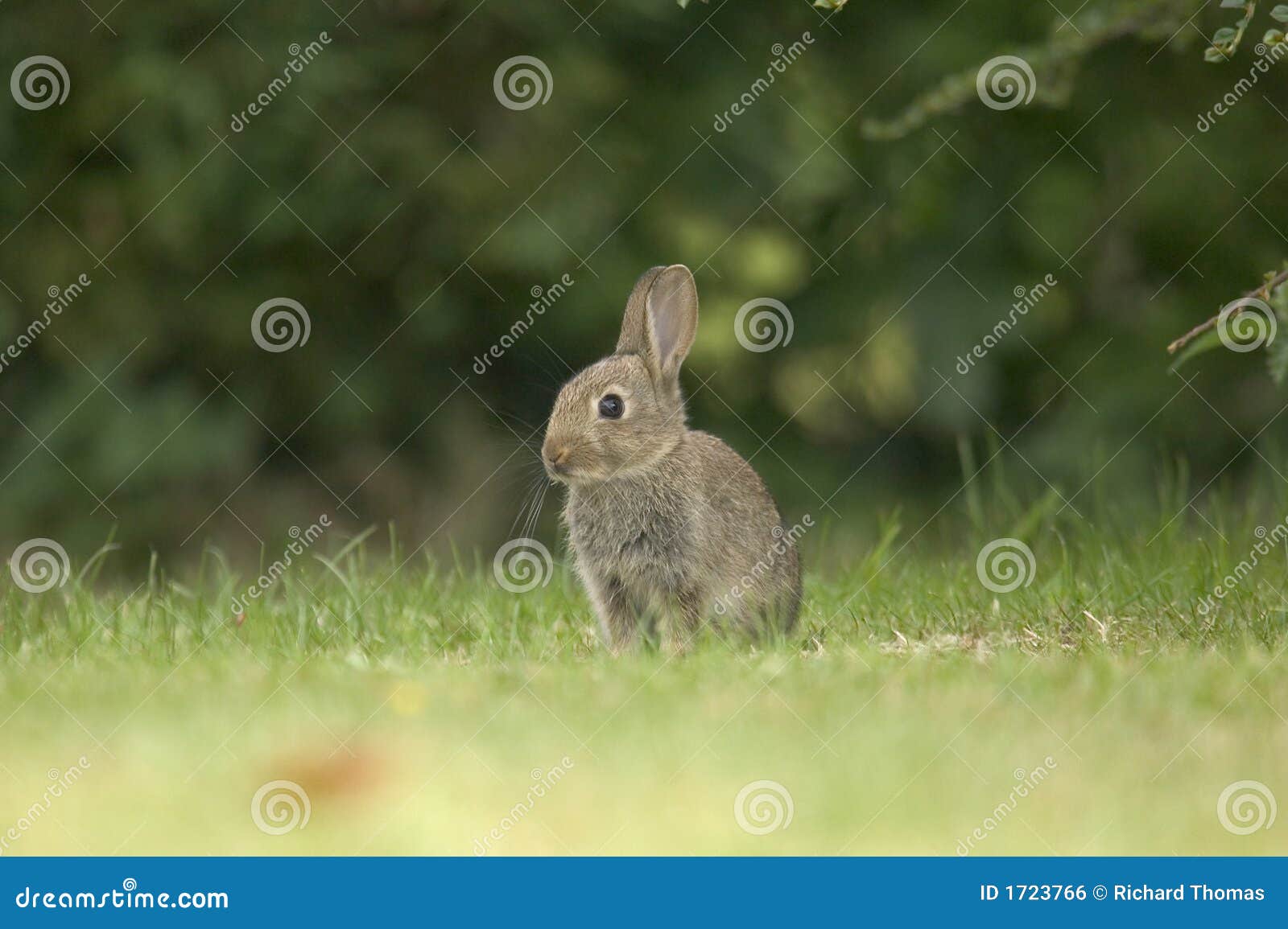 Wild Rabbit stock photo. Image of meadow, danger, cute - 1723766