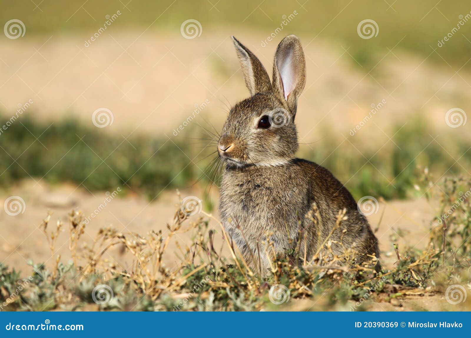 Wild rabbit stock image. Image of mammal, hirsute, rabbit - 20390369