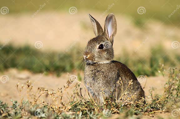 Wild rabbit stock image. Image of mammal, hirsute, rabbit - 20390369