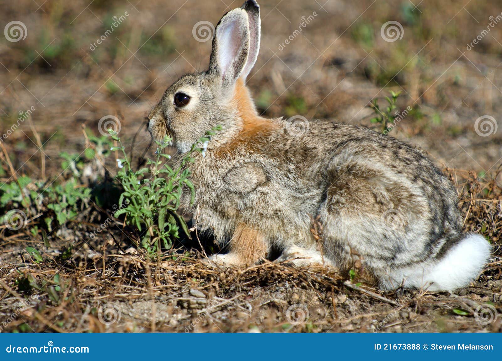 Wild Rabbit stock photo. Image of soft, cute, jump, boulder - 21673888