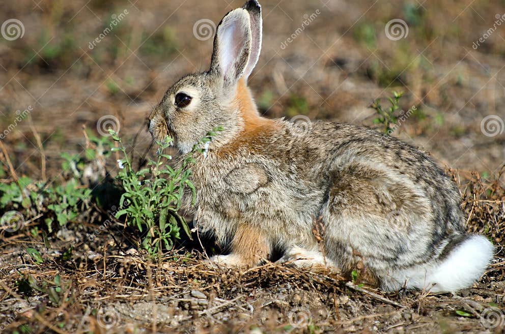 Wild Rabbit stock photo. Image of soft, cute, jump, boulder - 21673888