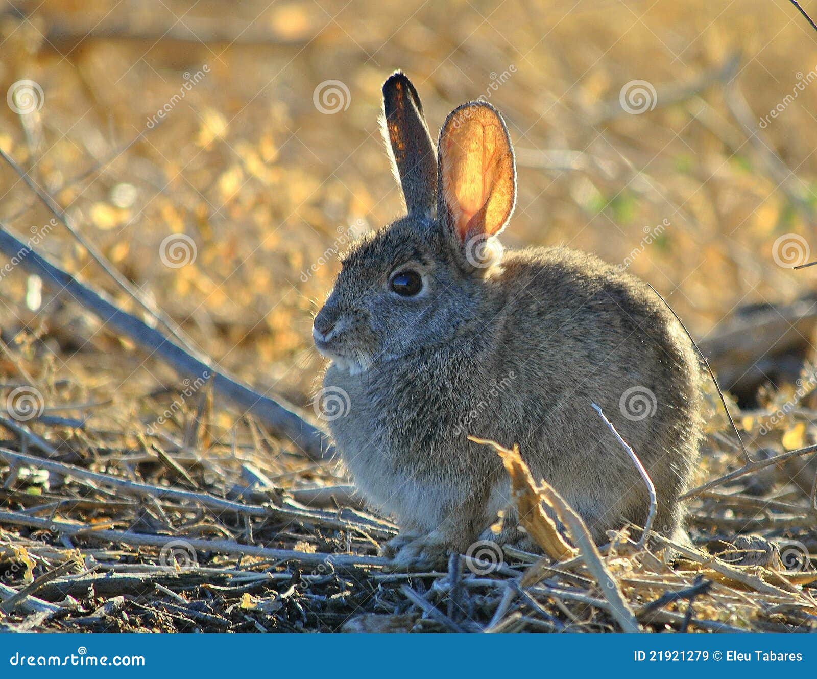 Wild rabbit stock image. Image of leporidae, countryside - 21921279