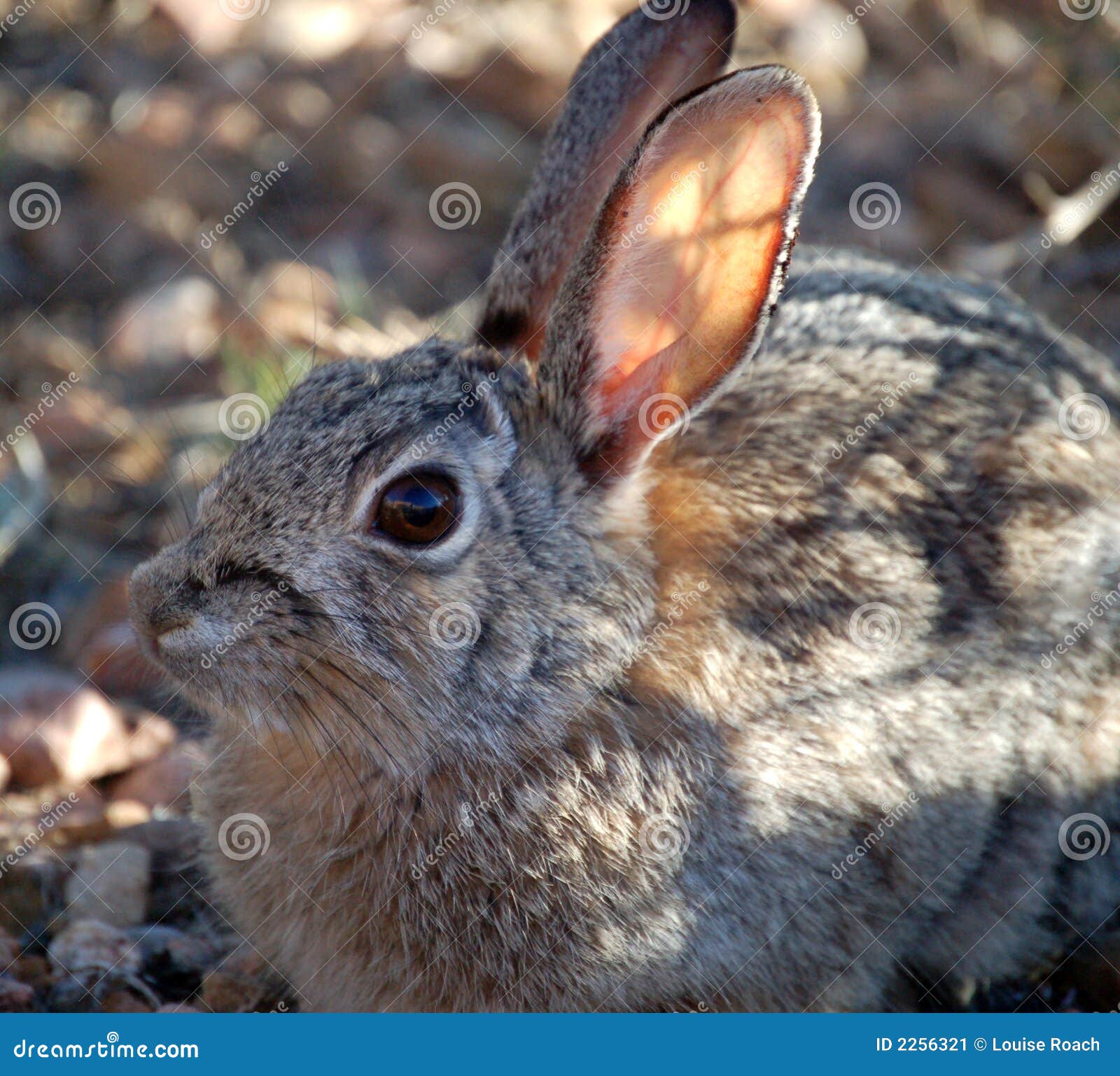 Wild Rabbit stock image. Image of bunny, nature, prey - 2256321