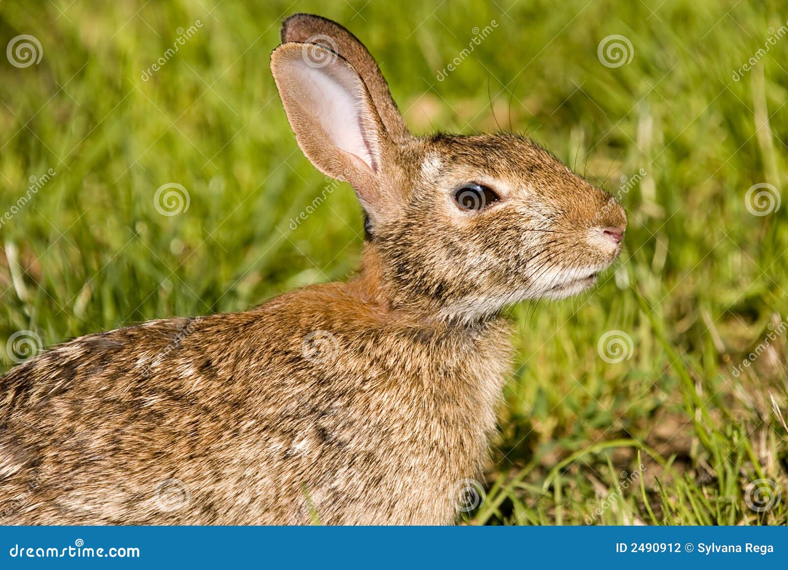 Wild Rabbit stock photo. Image of softness, cute, looking - 2490912