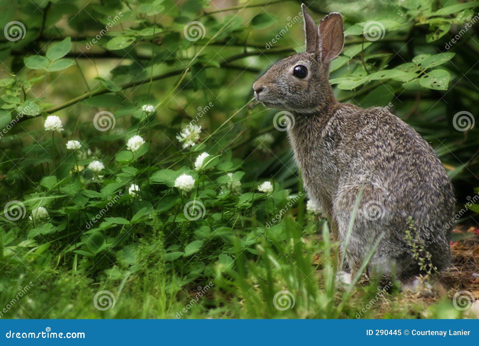 Wild Rabbit stock image. Image of bunny, easter, spring - 290445