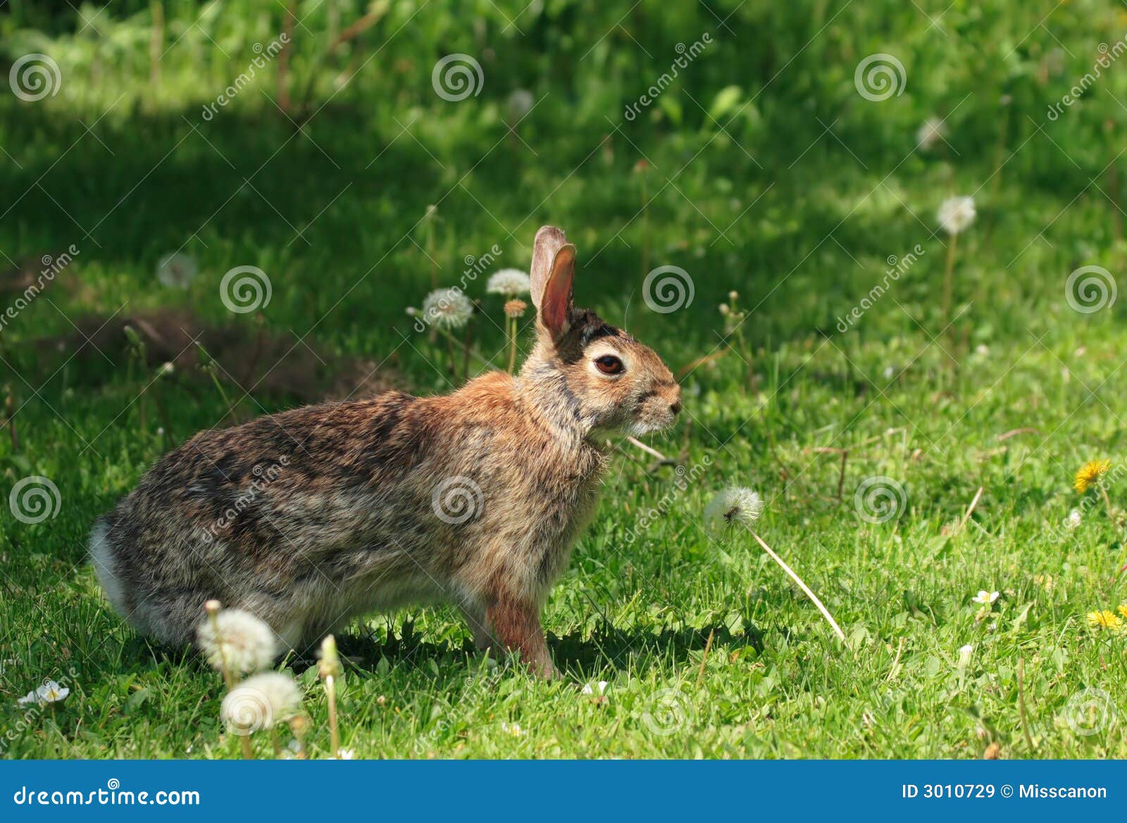 Wild rabbit stock image. Image of nature, cotton, posing - 3010729